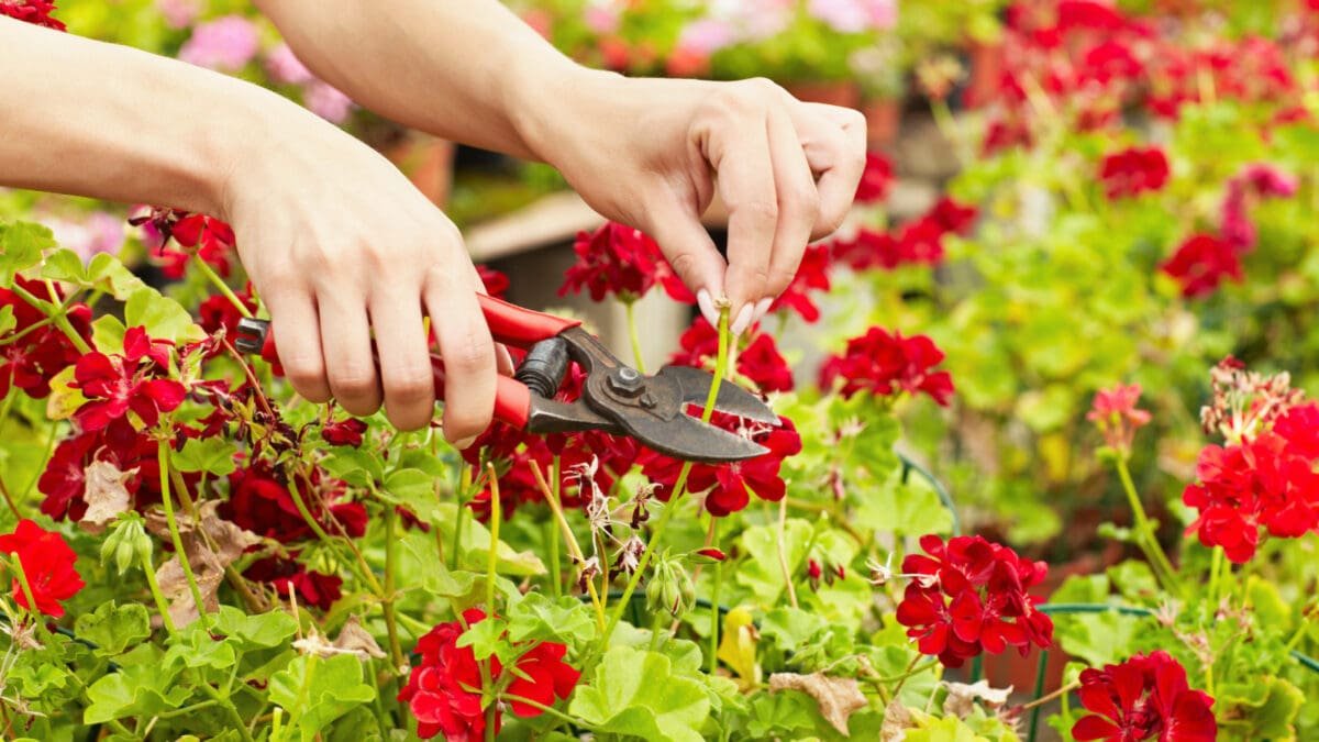 How to Deadheading Geraniums and Why It Matters - Rare Flowering Trees