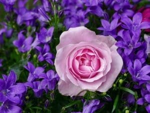 When and What to Feed the Roses: A Seasonal Guide - Rare Flowering Trees