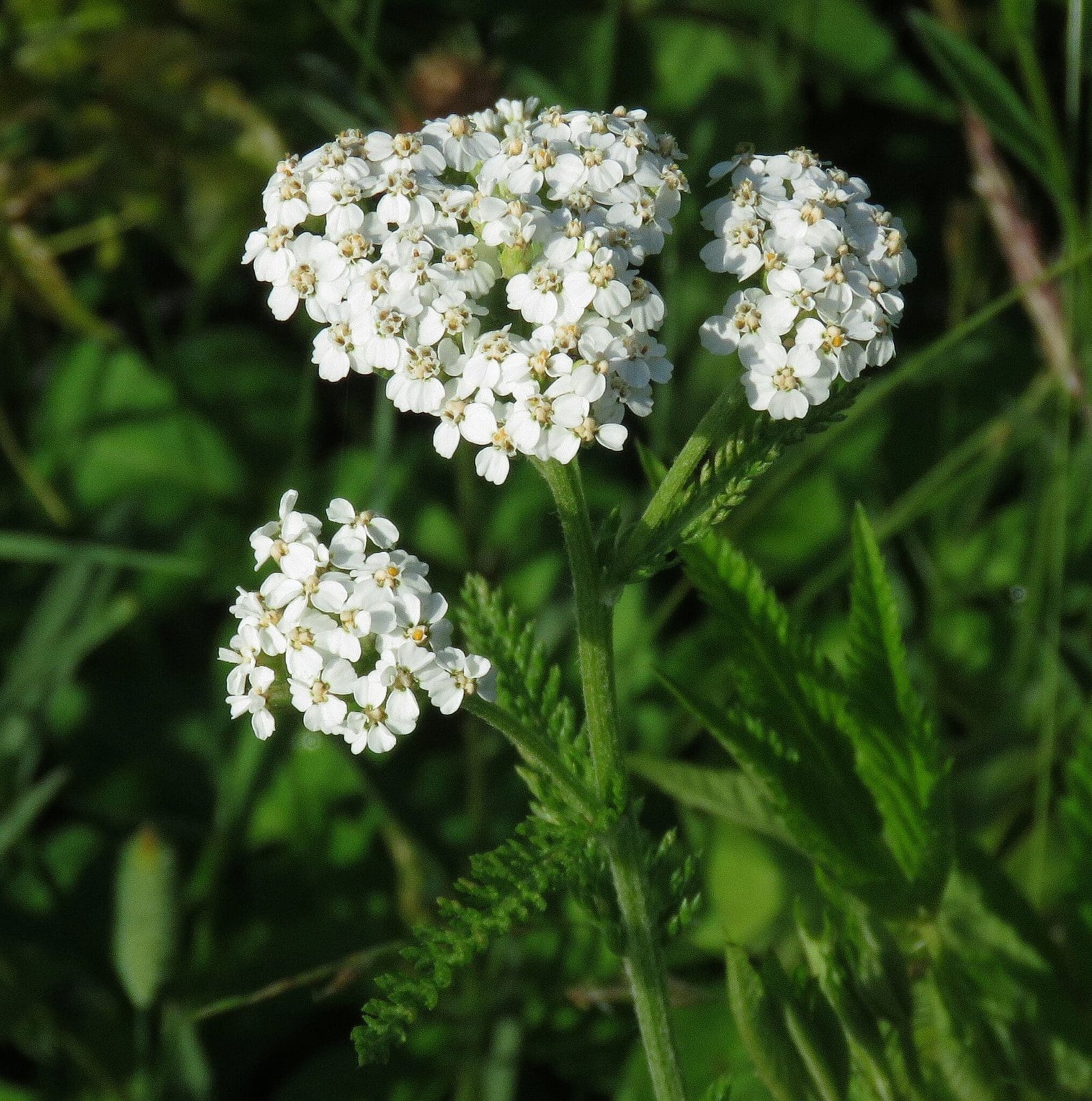 Complete Growing Guide For Yarrow (Achillea Millefolium) - Rare ...