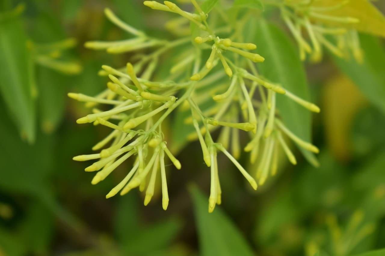 Night-Blooming Jasmine: How to Grow & Care Naturally - Rare Flowering Trees