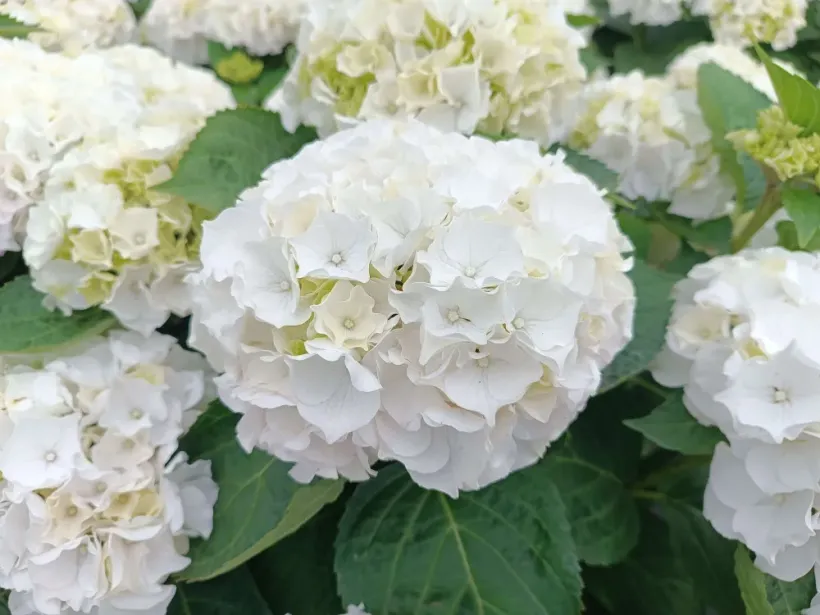 Hydrangea Macrophylla Complete Growing Care Guide - Rare Flowering Trees